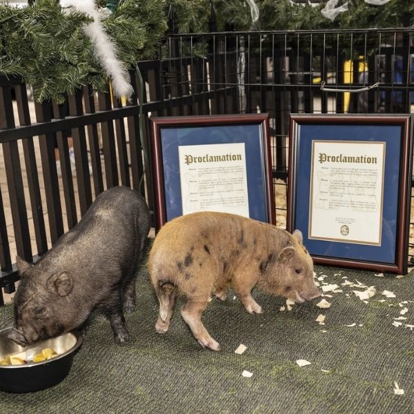 Pig Named ‘6-7’ to Be Pardoned by Miami-Dade Mayor During 8th Annual ...